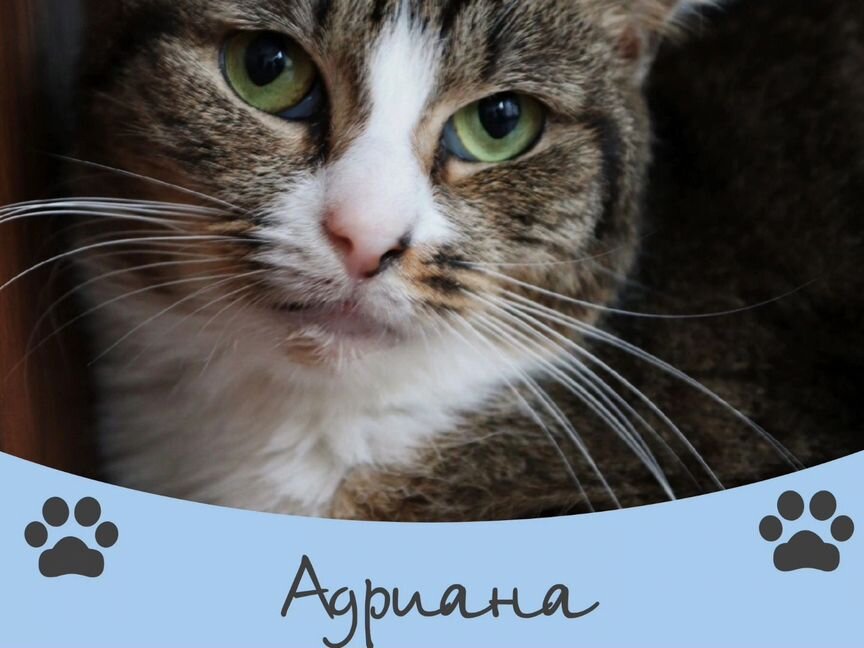 Кошка Адриана