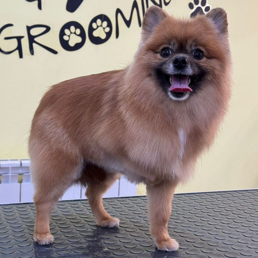 Померанский шпиц, взрослая собака