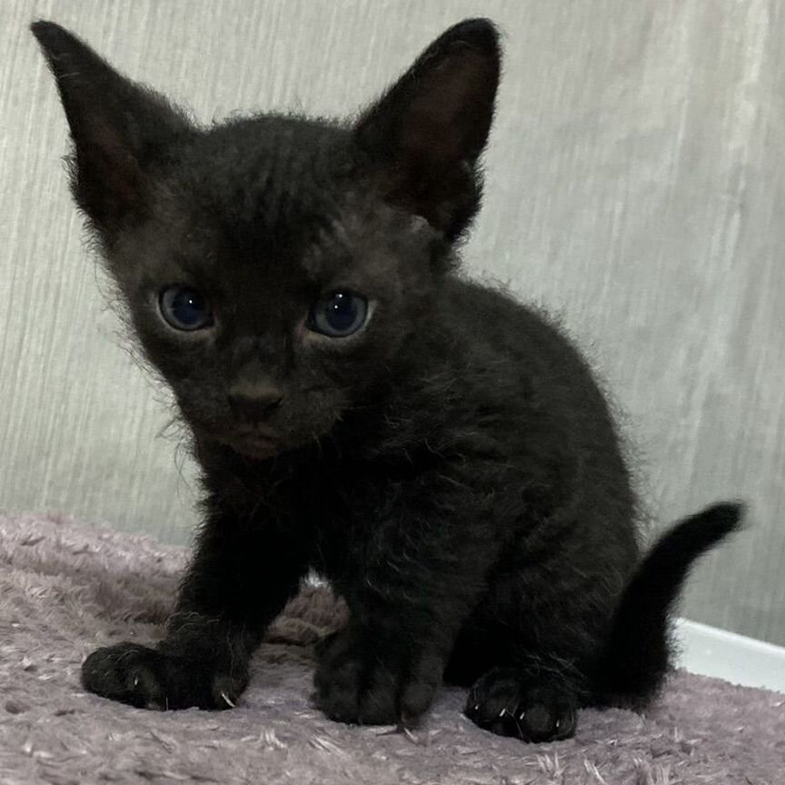 Донской сфинкс котёнок