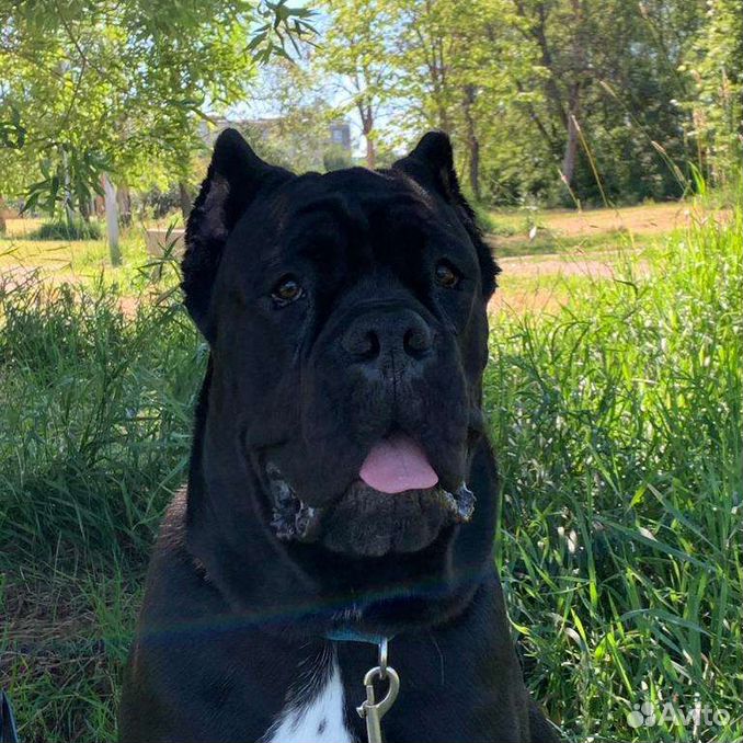 Кобель вязка кане Корсо