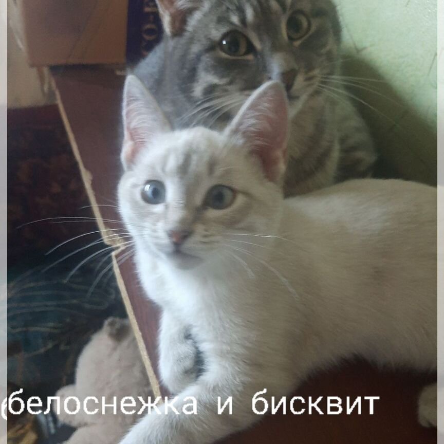 Сибирская, взрослая кошка