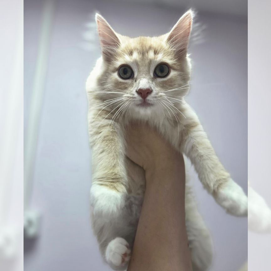 Рыжие котята мальчики и девочка в дар 2 мес