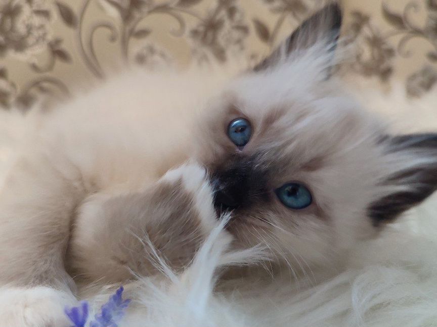 Невские маскарадные котята