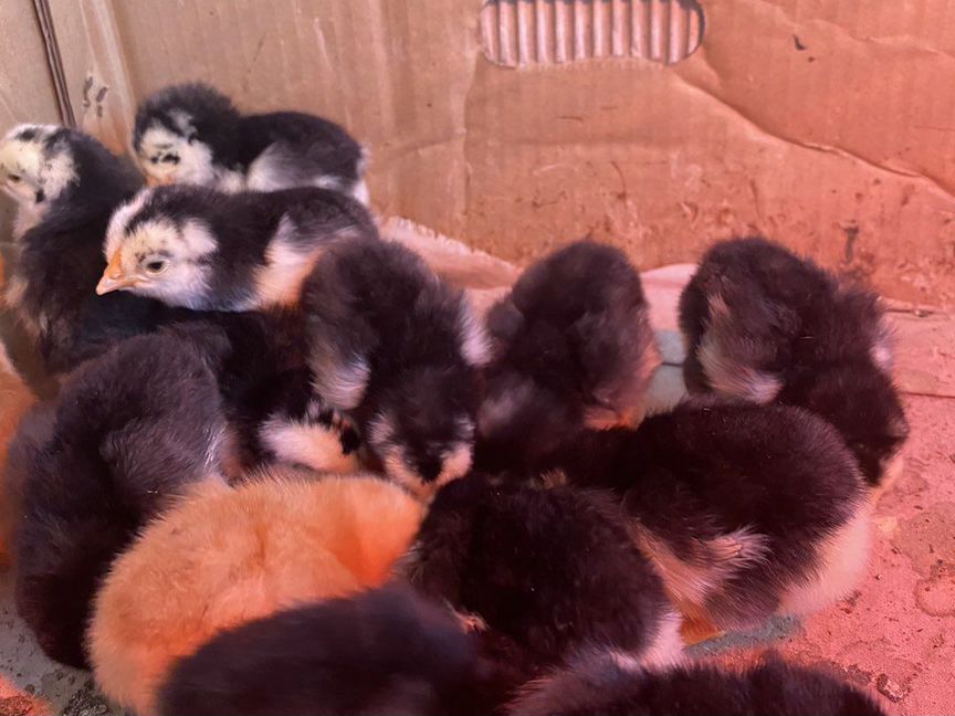 Цыплята кур несушек
