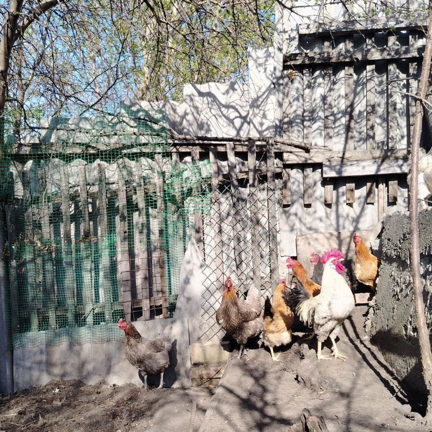 Петух