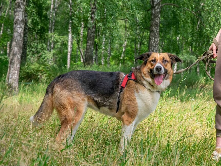 Классная собака в добрые руки