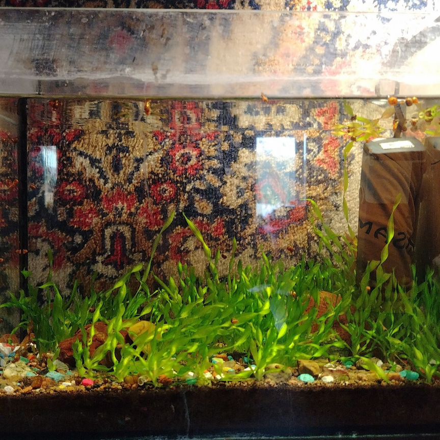 Продам аквариума на 10л