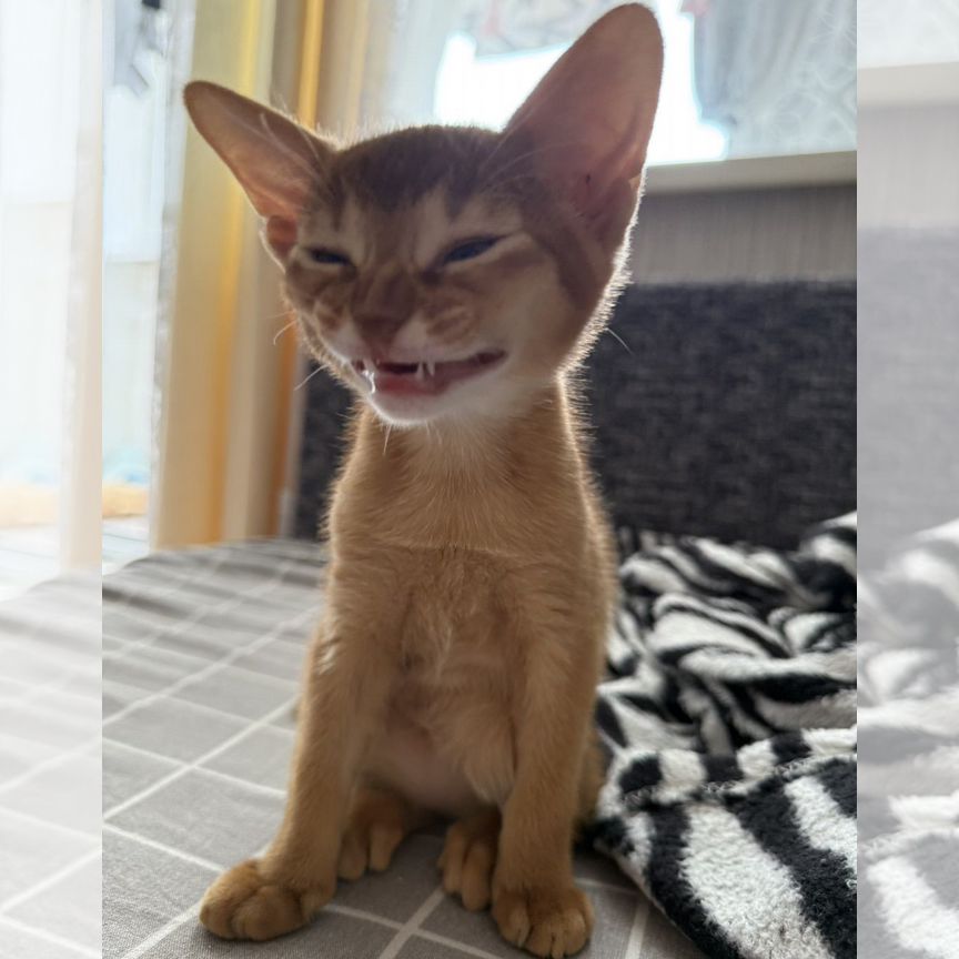 Абиссинский котёнок