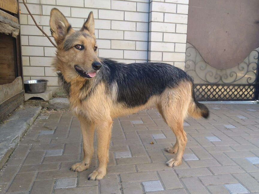 Умная и спокойная Шкода ищет дом