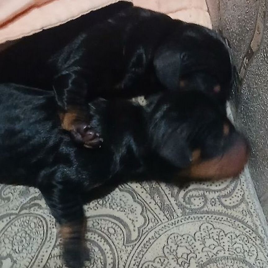 Такса, щенок