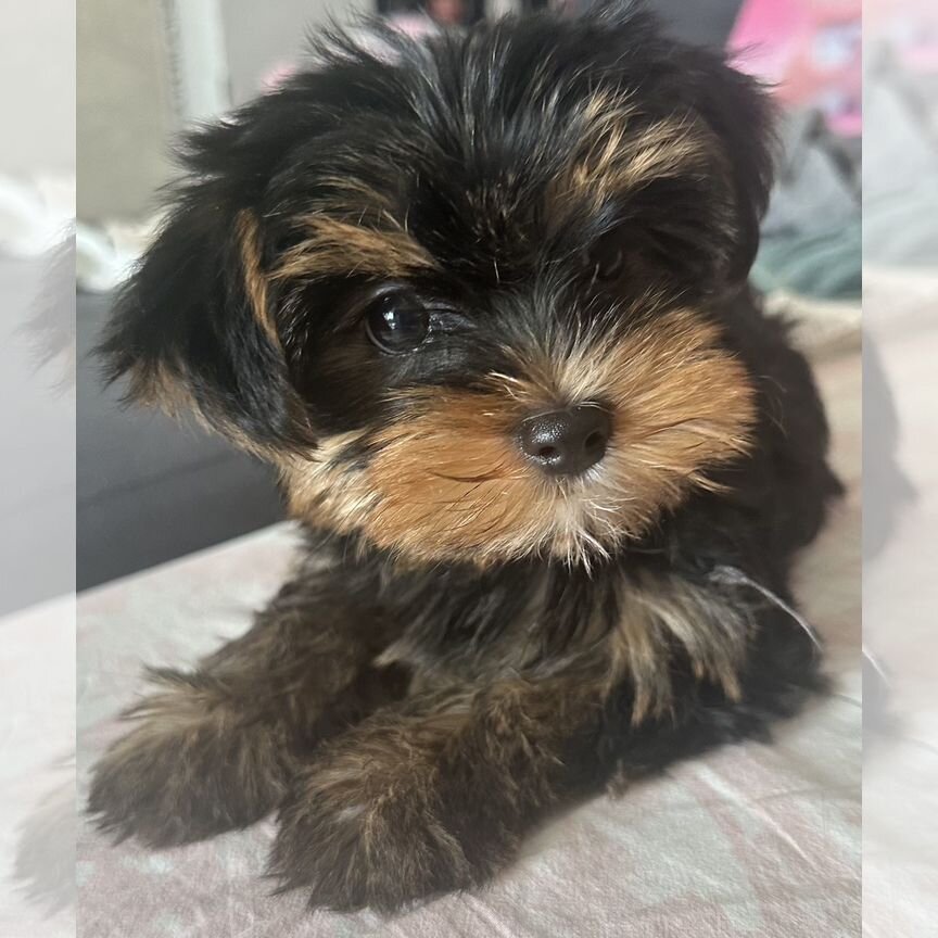 Йоркширский терьер, щенок