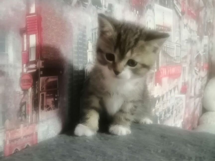 Шотландские котята