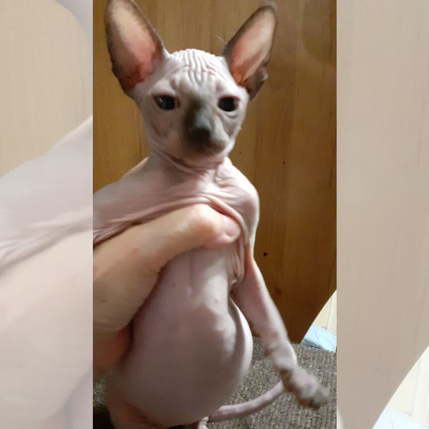 Канадский сфинкс котенок