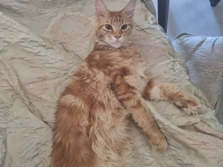 Продаются котята Мэйкуны мальчик и девочка
