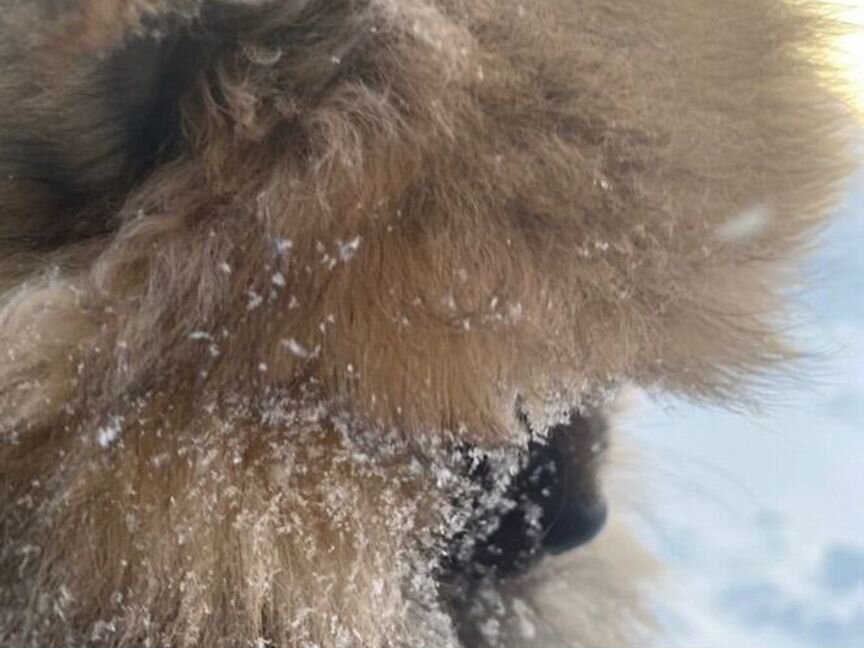 Щенки шпица