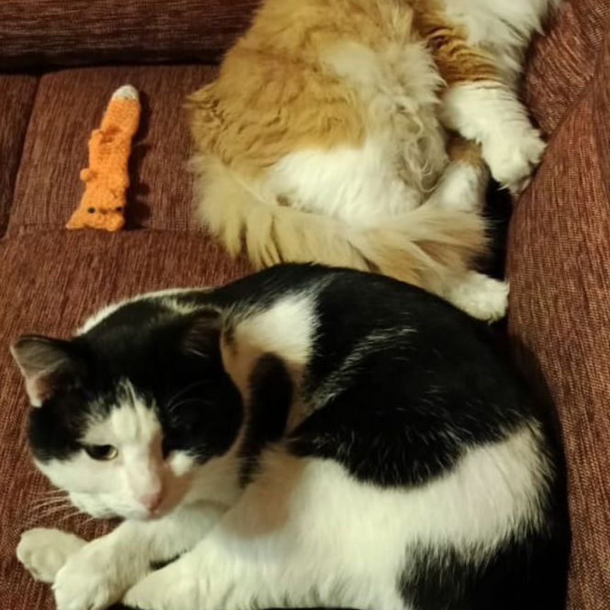 Котик в частный дом