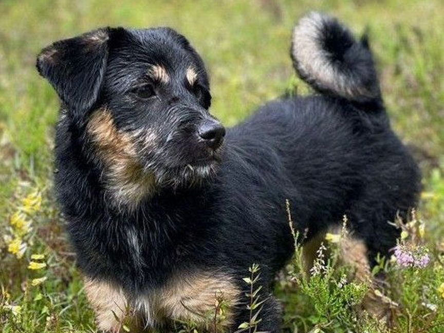 Маленькая собака щенок в добрые руки