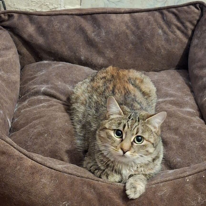 Взрослая, кошка в добрые руки