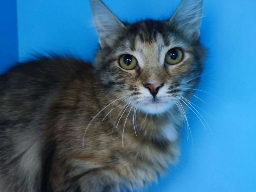 Кошка Юлька