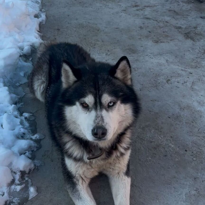 Хаски найден