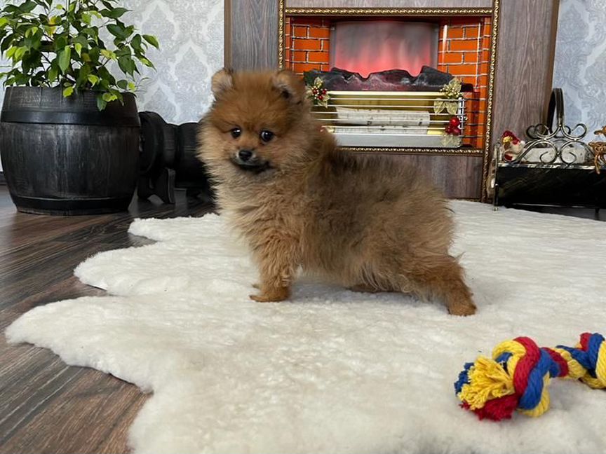 Шпиц медвежонок