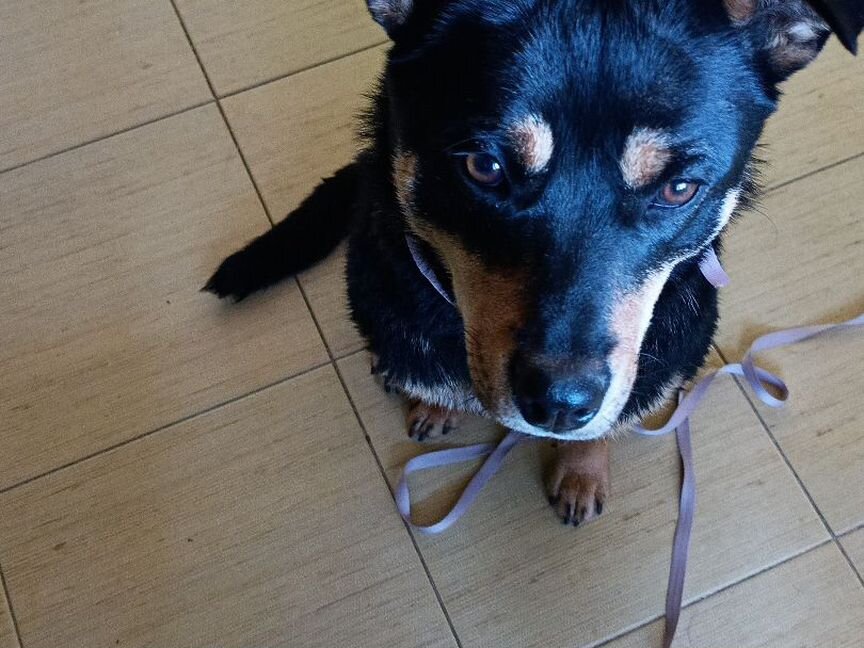 Собака в добрые руки