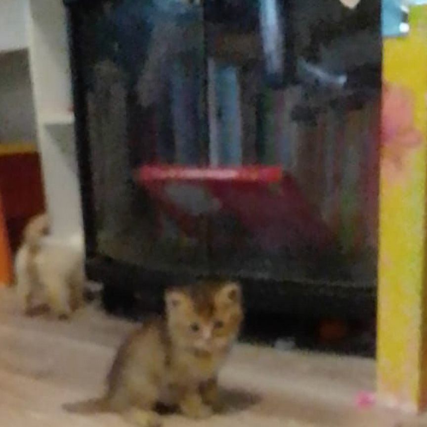Шотландские золотые шиншиллы котята