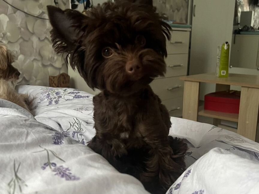 Йорк Вязка Горький Шоколад