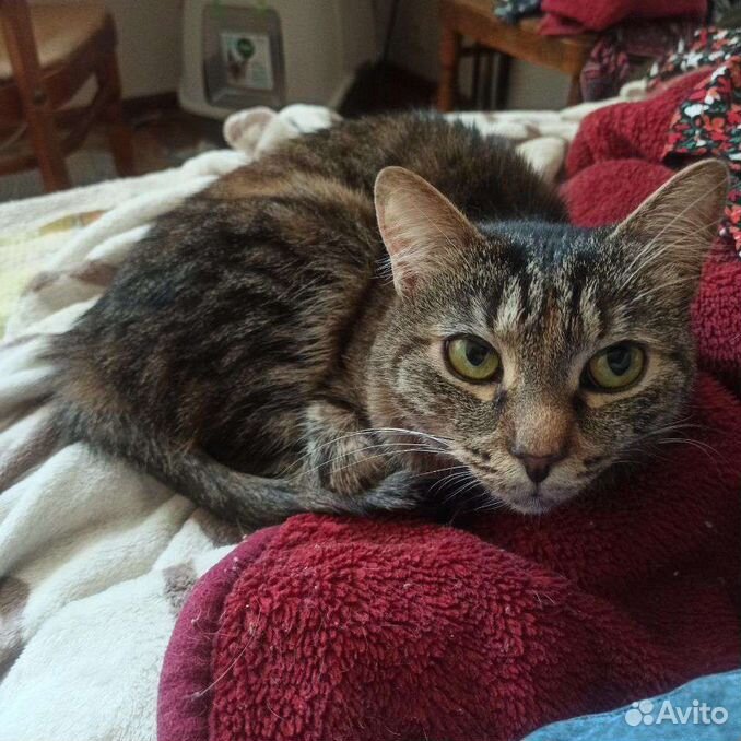 Анфиса ищет дом