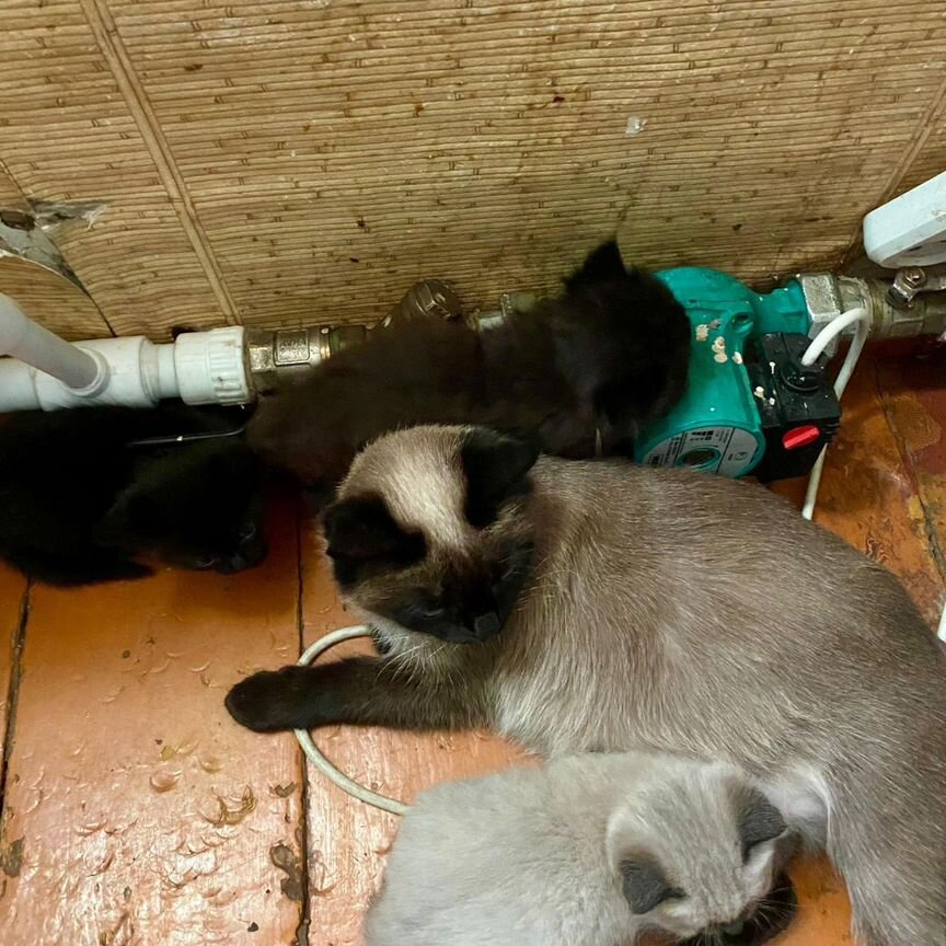 Отдам котяк в добрые руки