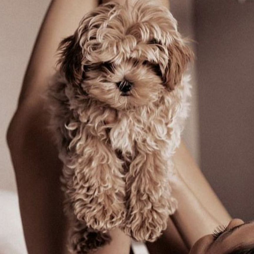 Мальтипу, щенок