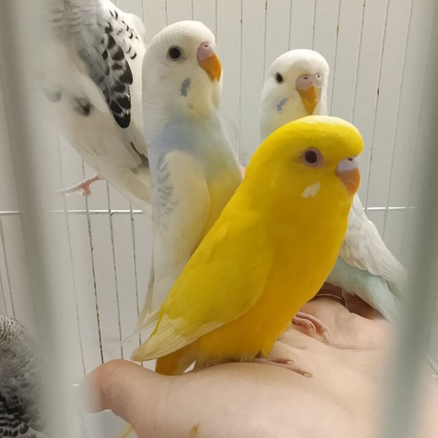 Волнистики 35-55 дней