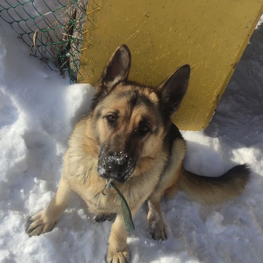 Немецкая овчарка, щенок