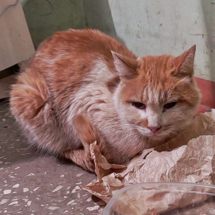 Взрослый кот в добрые руки