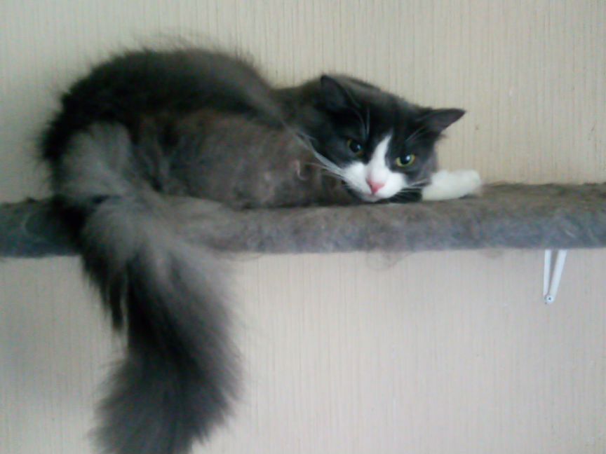 Кошки
