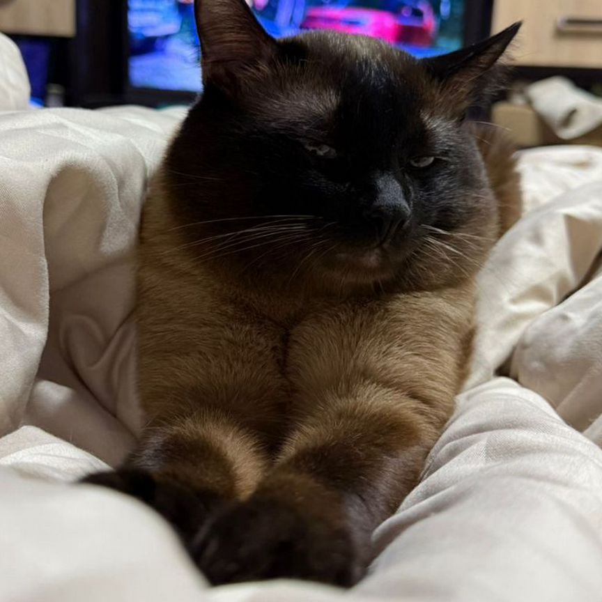 Отдам кота в добрые руки бесплатно