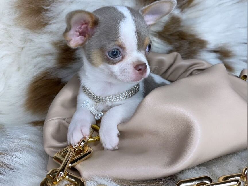 Luxury Супер Мини Мальчишка