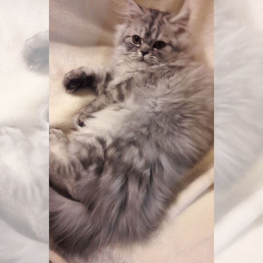 Персидский котейка