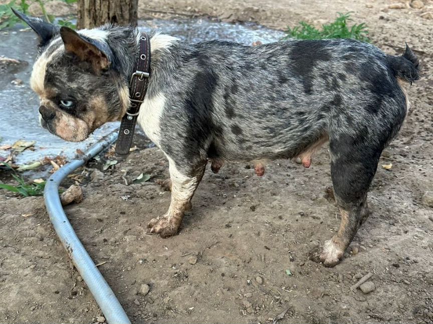 Девочка французского бульдога