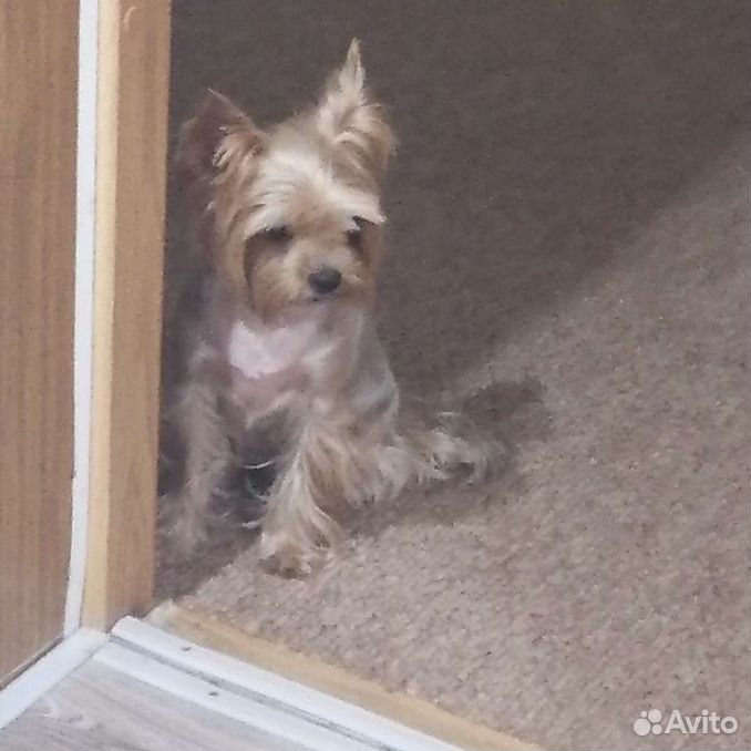 Йоркширский терьер потеряшка