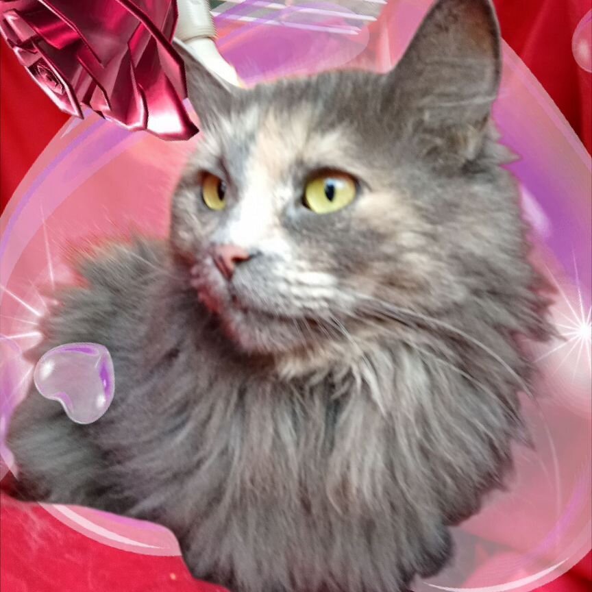 Кошки в добрые руки