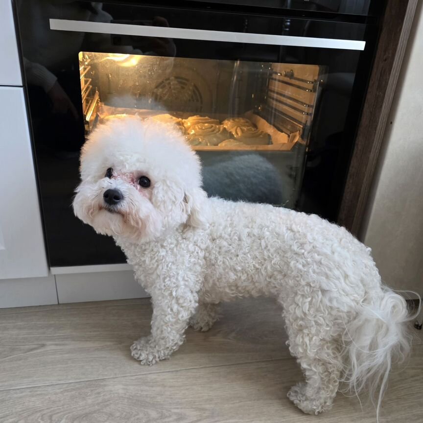 Бишон фризе, взрослый пёс