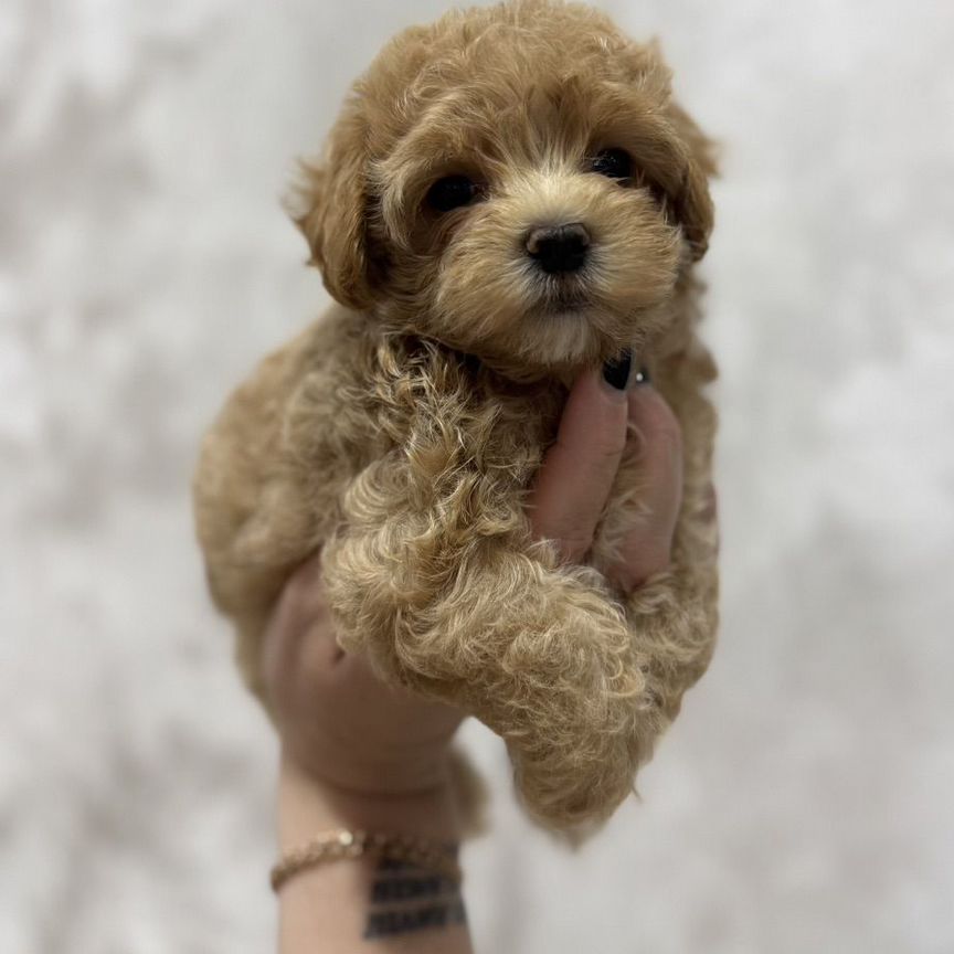 Мальтипу, щенок