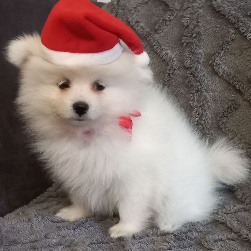 Щенки шпица