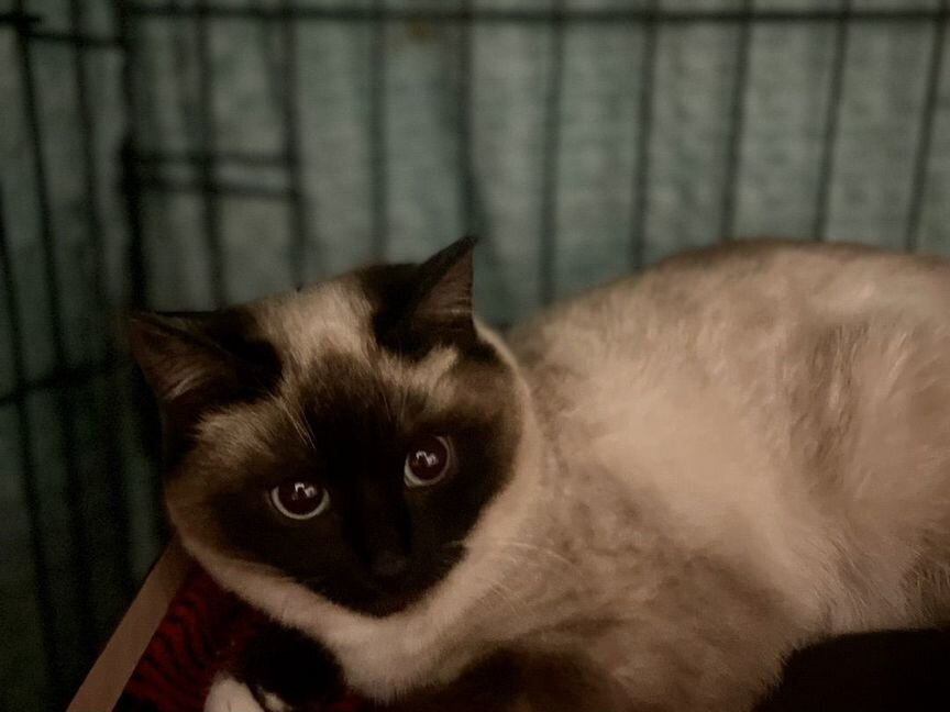 Глазастая сиамская кошечка в добрые руки