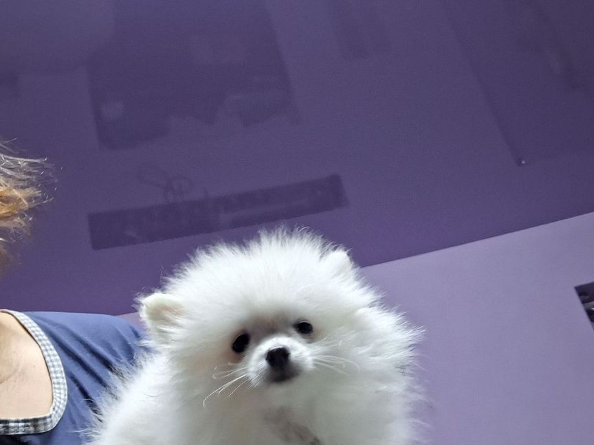 Шпиц