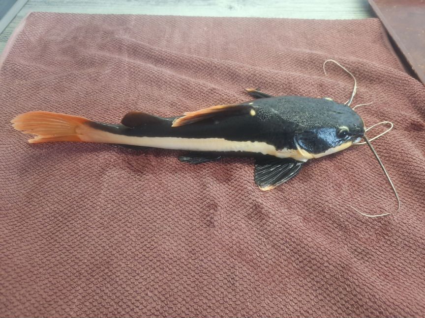 Сом плоскоголовик, Краснохвостый