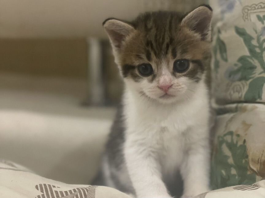 Европейская