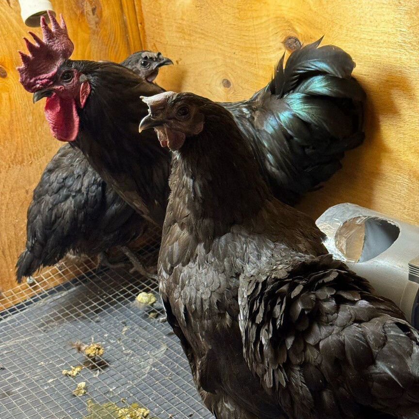 Ухейлюль семья 2 1