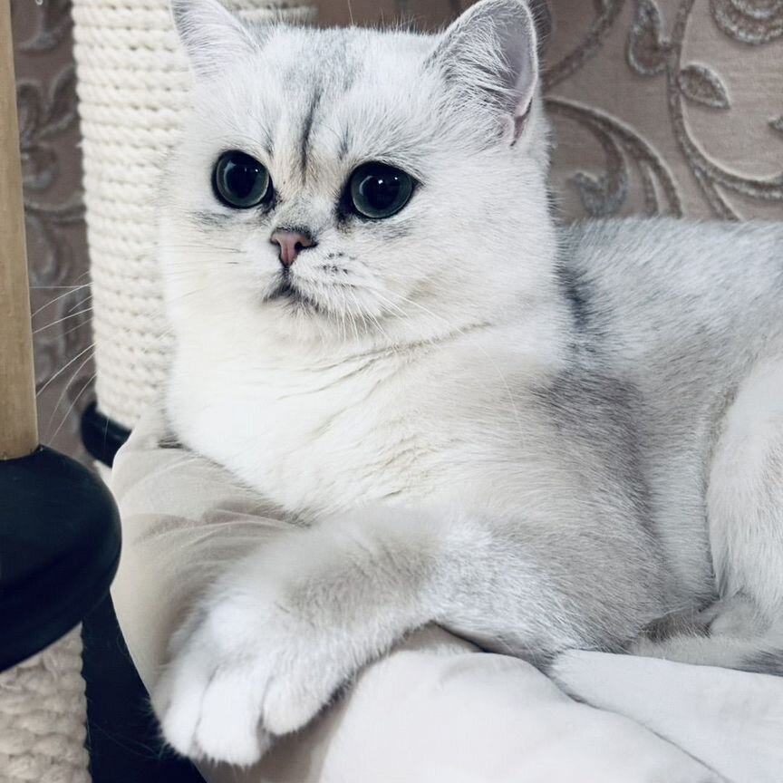Британская серебристая шиншилла